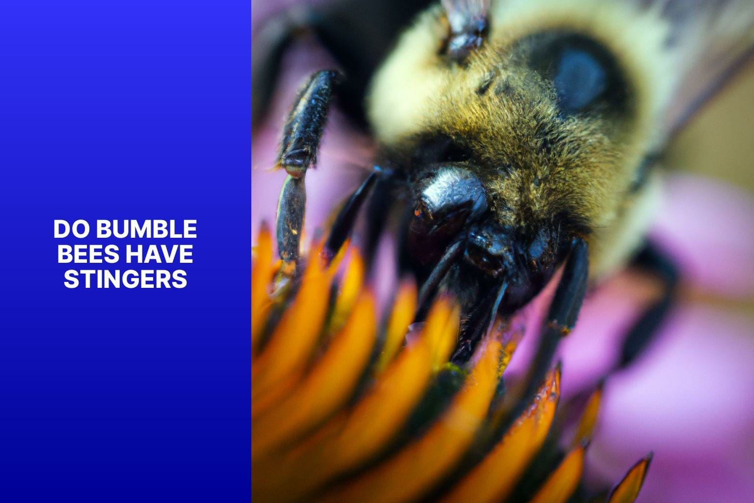 Do Bumble Bees Have Stingers?