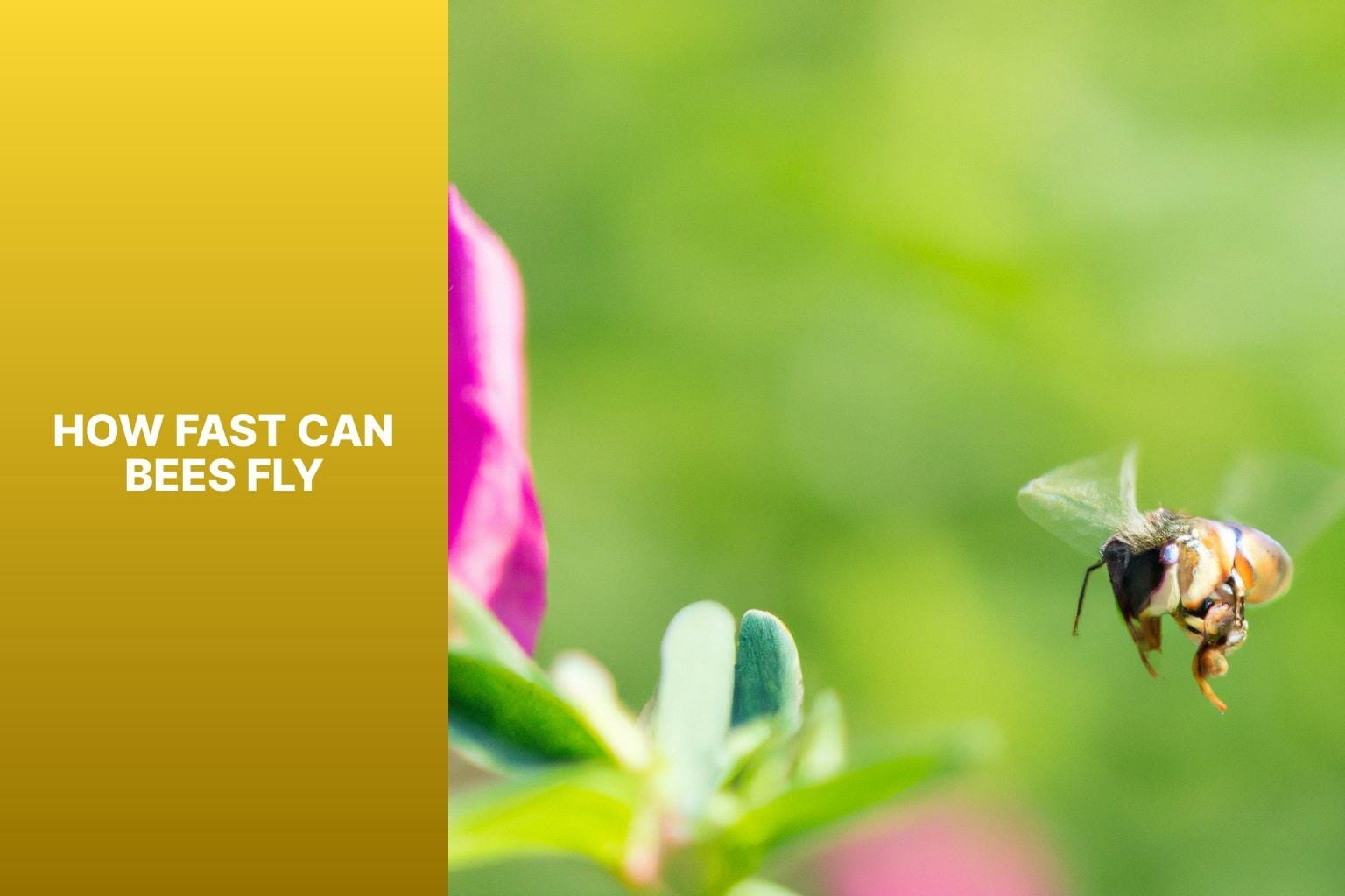 How Fast Can Bees Fly?