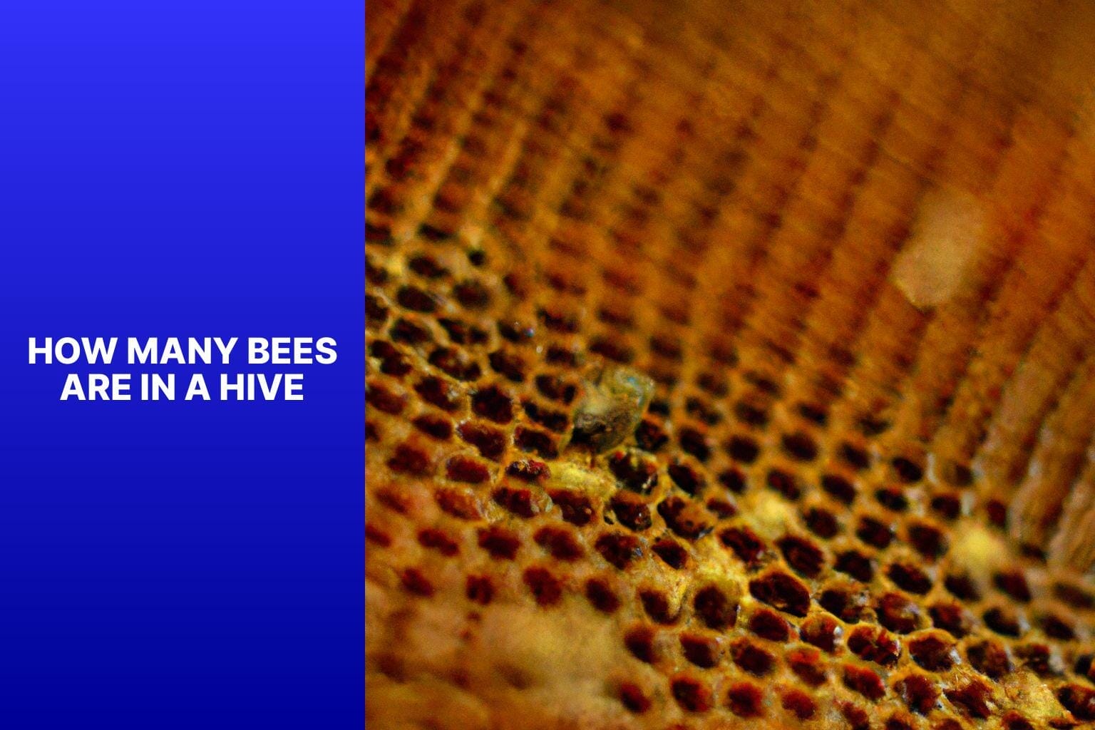How Many Bees Are In A Hive?